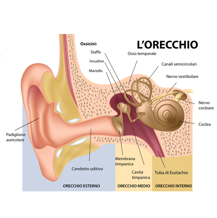 Come funziona l’udito? - Colaudio Centro Uditivo